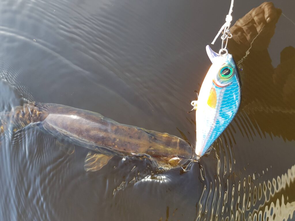 Gäddrally och abborre på jigg | Fishguide.se