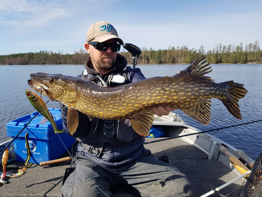 Gäddrally och abborre på jigg | Fishguide.se