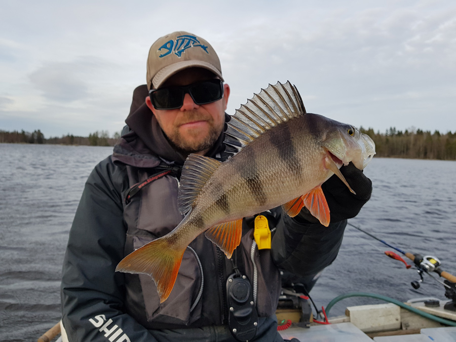Gäddrally och abborre på jigg | Fishguide.se
